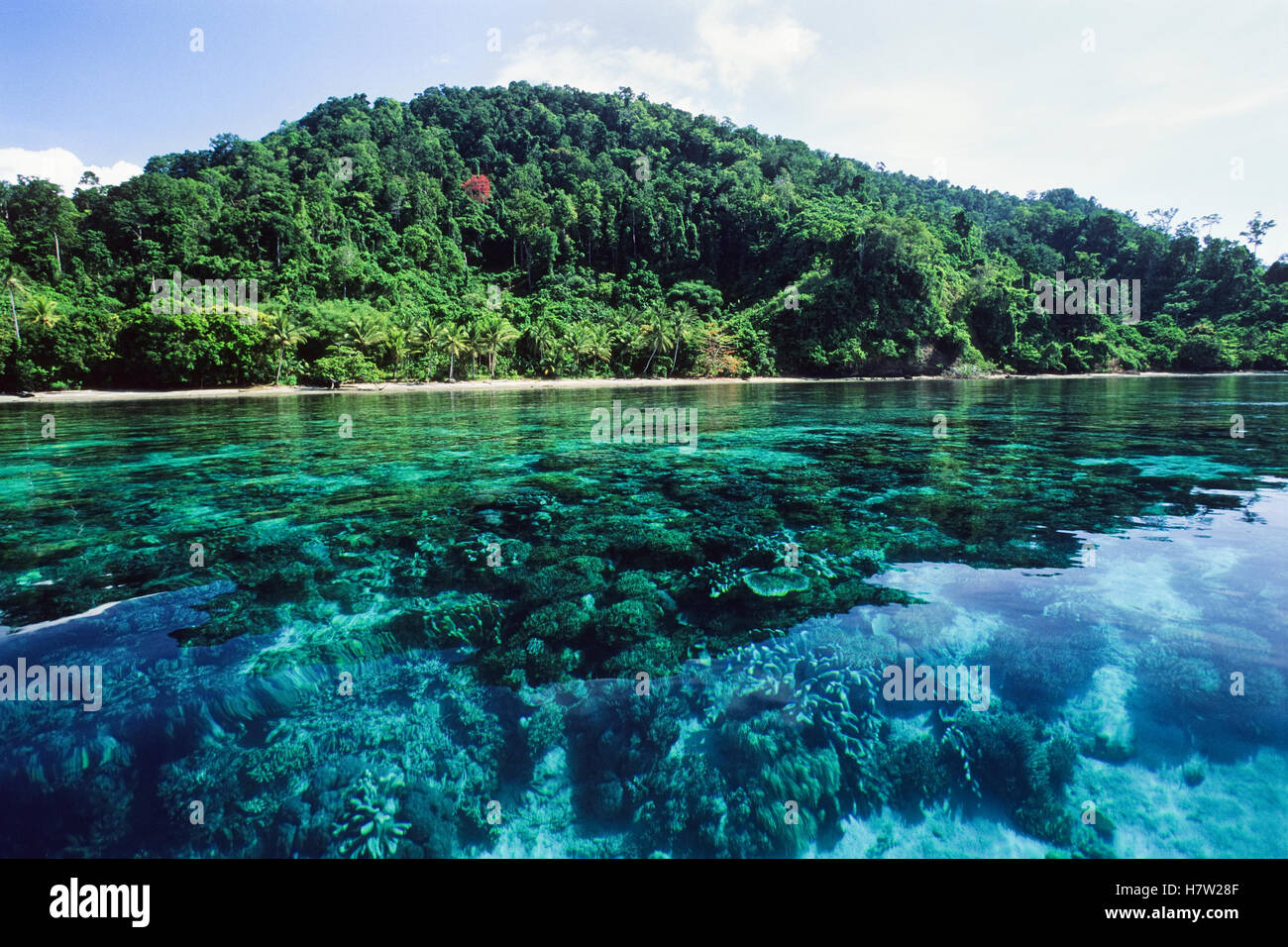 Tropical rainforest and corals, Batanta Island, Indonesia Stock Photo ...