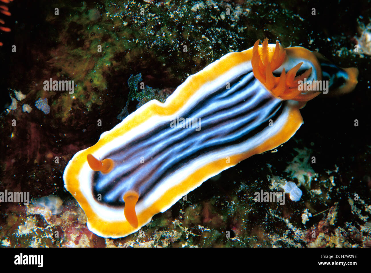 Magnificent Chromodorid Nudibranch (Chromodoris magnifica), Celebes Sea ...