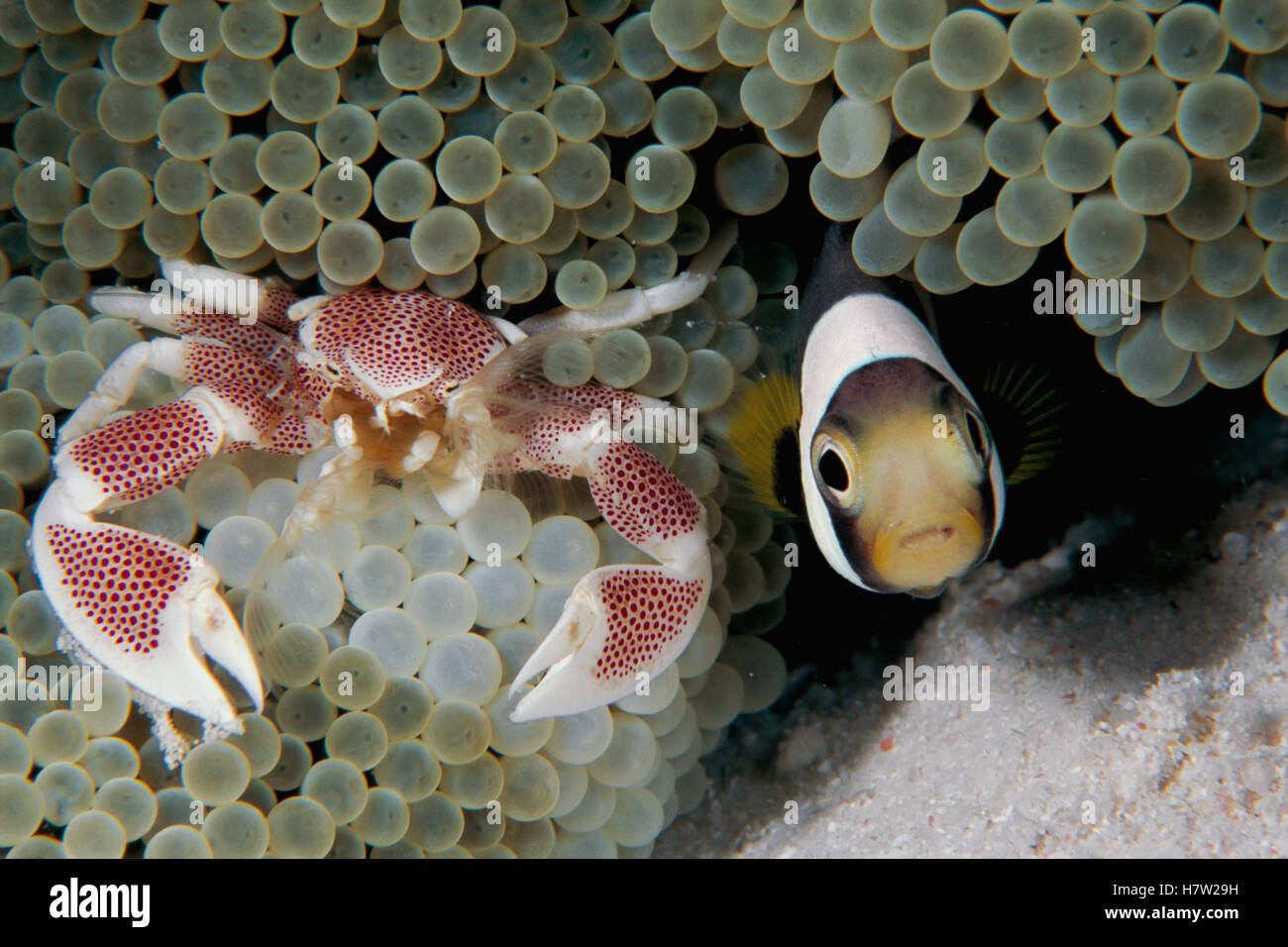 Spotted Anemone Crab (Neopetrolisthes maculatus) and Anemonefish ...