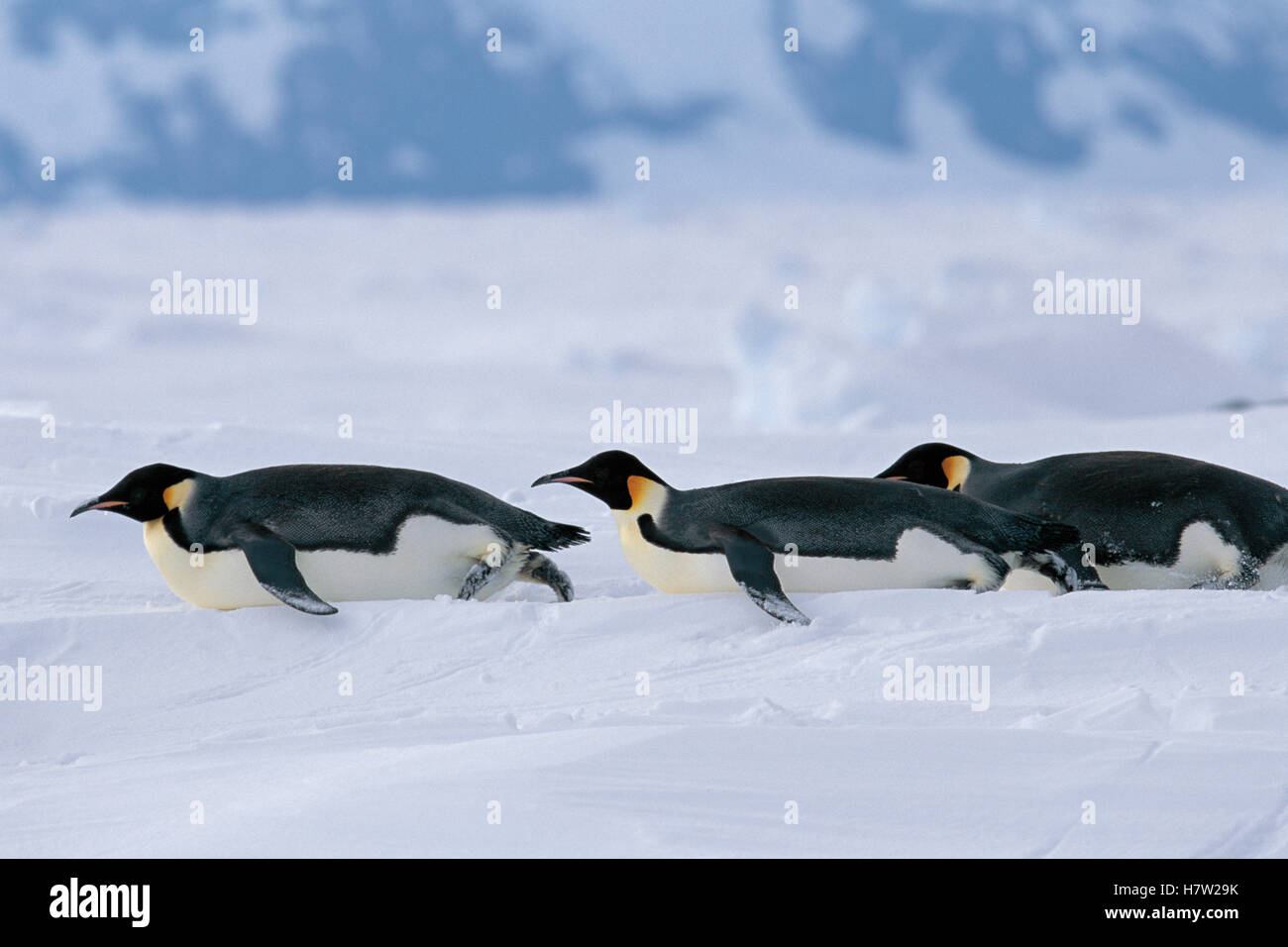 Emperor Penguin (Aptenodytes forsteri) trio tobogganing, Antarctica ...
