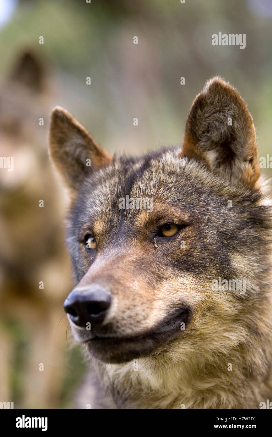 Iberian Wolf (Canis lupus signatus) portrait, Spain Stock Photo - Alamy