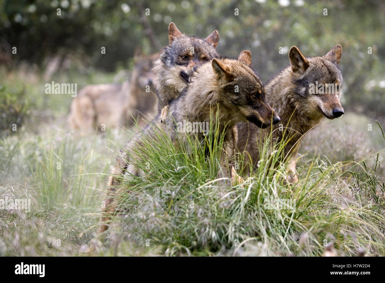 Iberian Wolf (Canis lupus signatus) group fighting for food, Spain ...