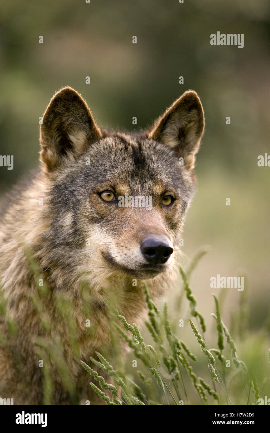 Iberian Wolf (Canis lupus signatus), Spain Stock Photo - Alamy