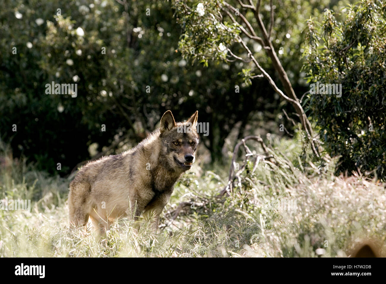 Iberian Wolf (Canis lupus signatus), Spain Stock Photo - Alamy