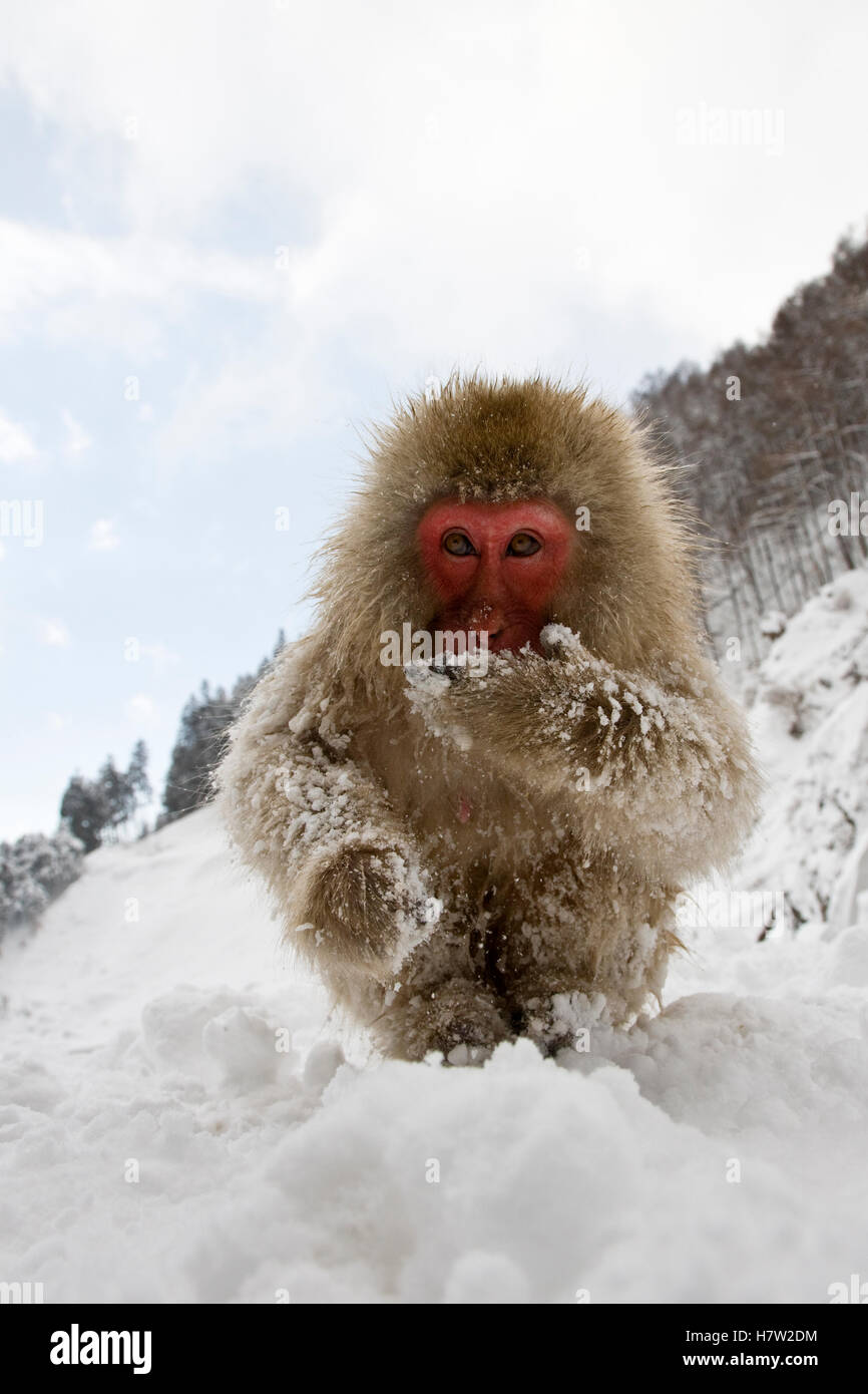 Japanese Macaque (Macaca fuscata) foraging in snow, Jigokudani ...