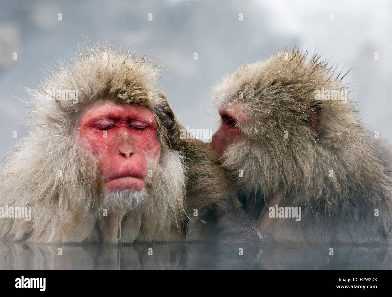 Japanese Macaque (Macaca fuscata) pair grooming in hot spring ...