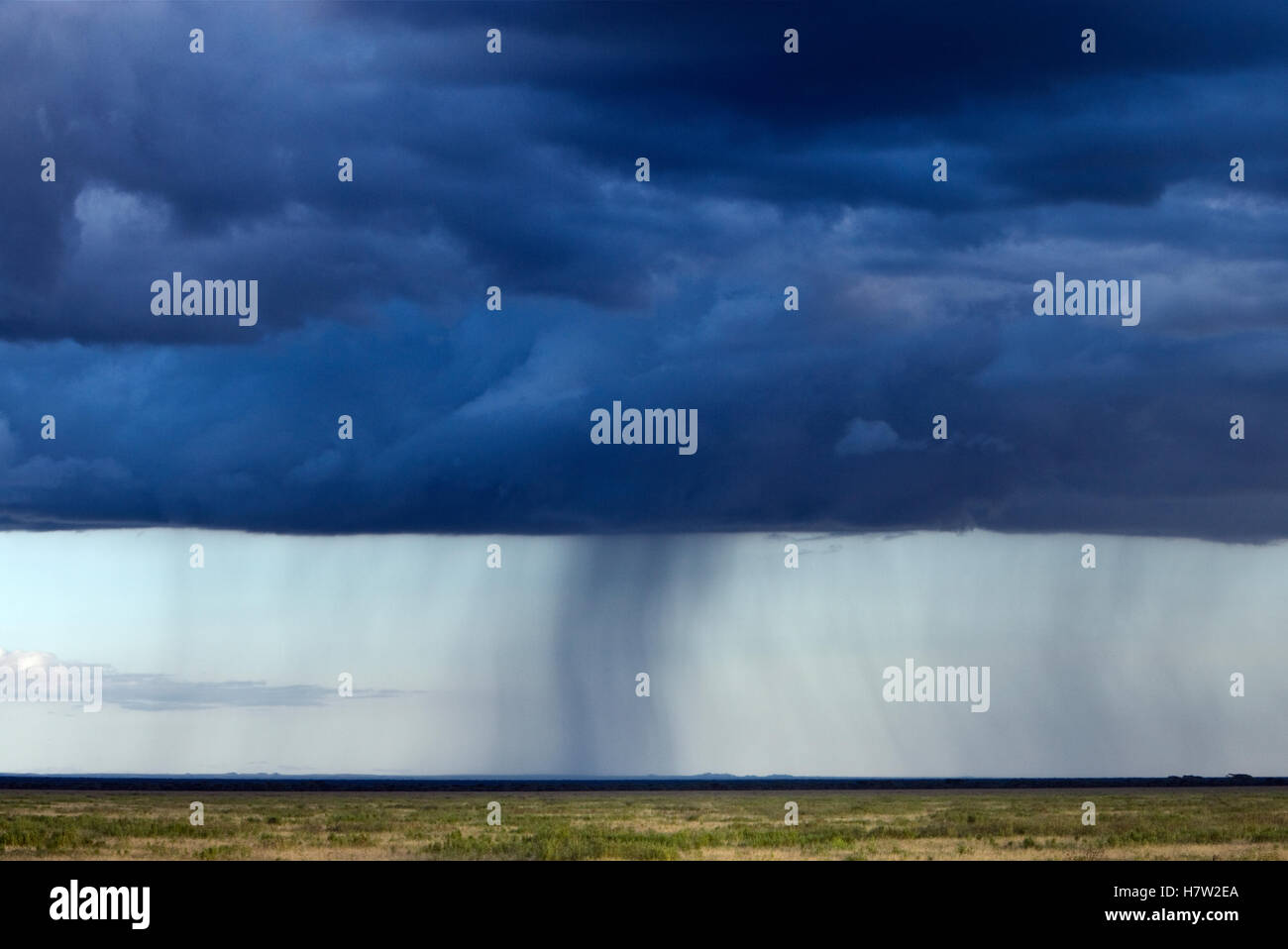 Storm cloud with rain column, Serengeti National Park, Tanzania Stock ...
