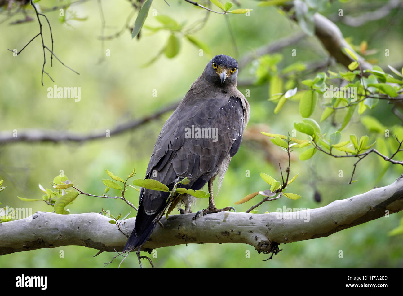 Crested Serpent-Eagle (Spilornis cheela), India Stock Photo - Alamy