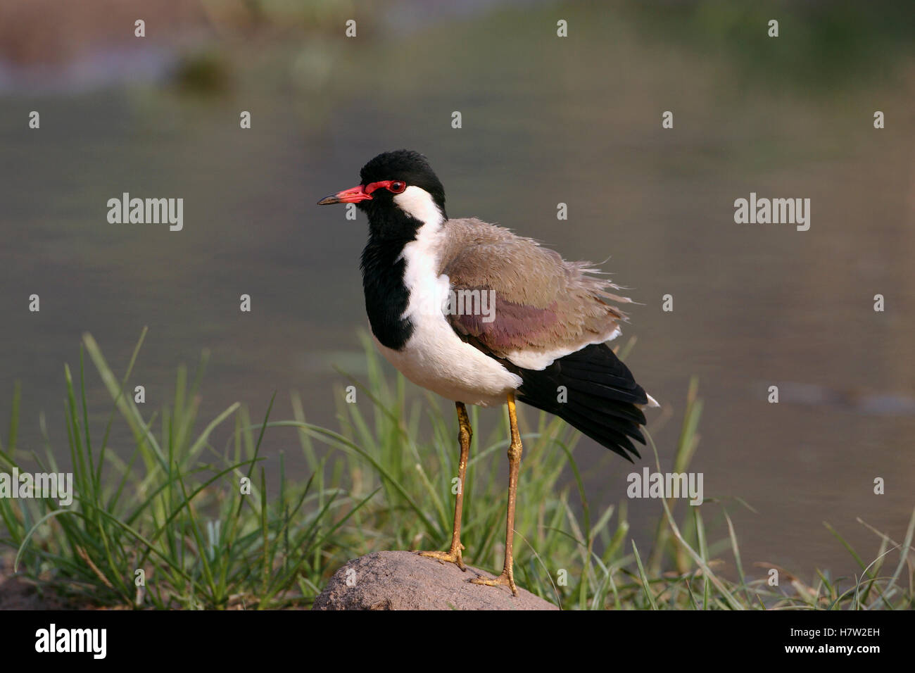 Red-wattled Lapwing (Vanellus indicus), India Stock Photo - Alamy