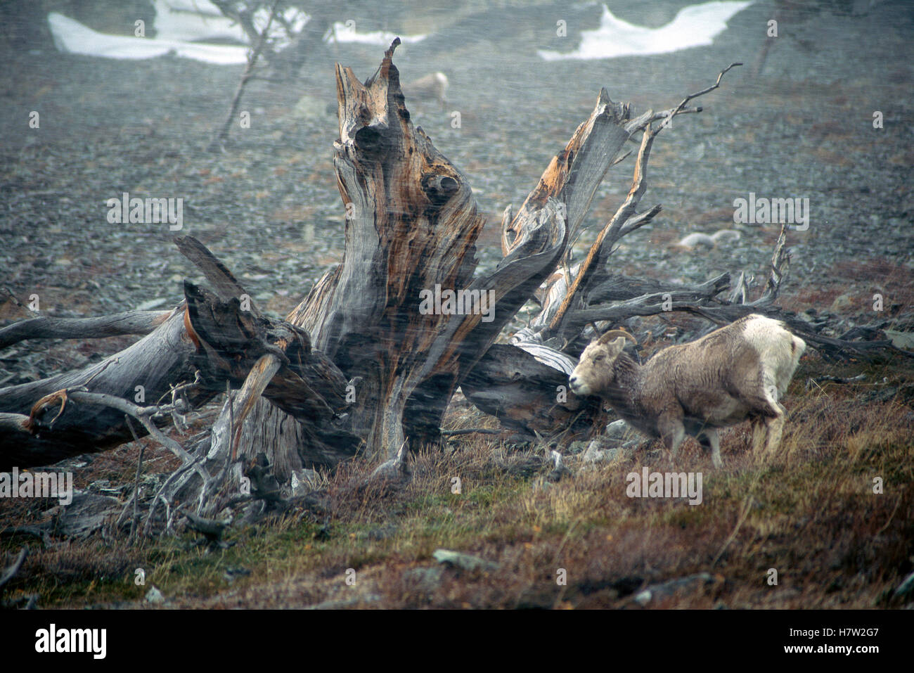 Bighorn Sheep (Ovis canadensis) female seeking shelter from falling ...