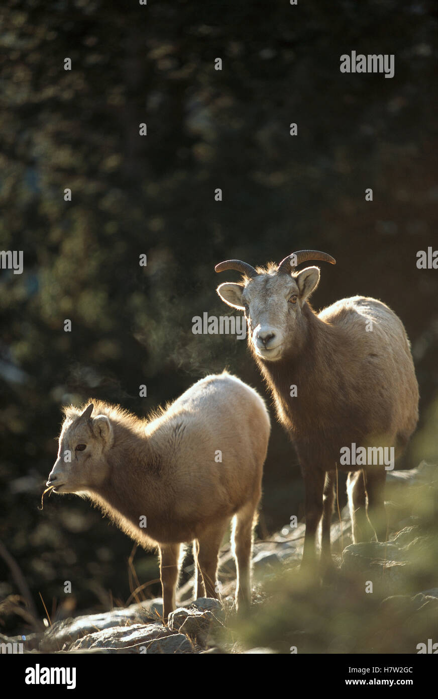 Bighorn Sheep (Ovis canadensis) female and young, Rocky Mountains ...
