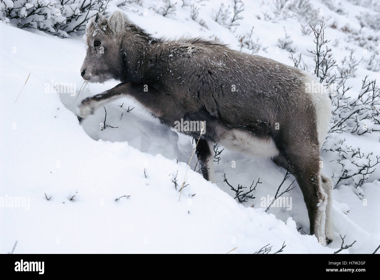 Bighorn Sheep (Ovis canadensis) young sheep digging in snow in search ...