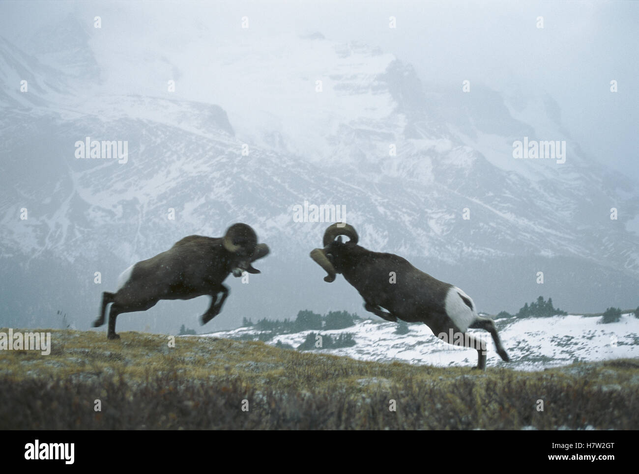 Bighorn Sheep (Ovis canadensis) males butting heads to compete for ...