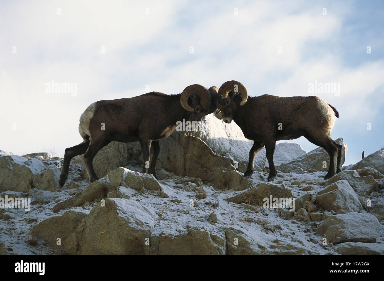 Bighorn Sheep (Ovis canadensis) males butting heads to compete for ...