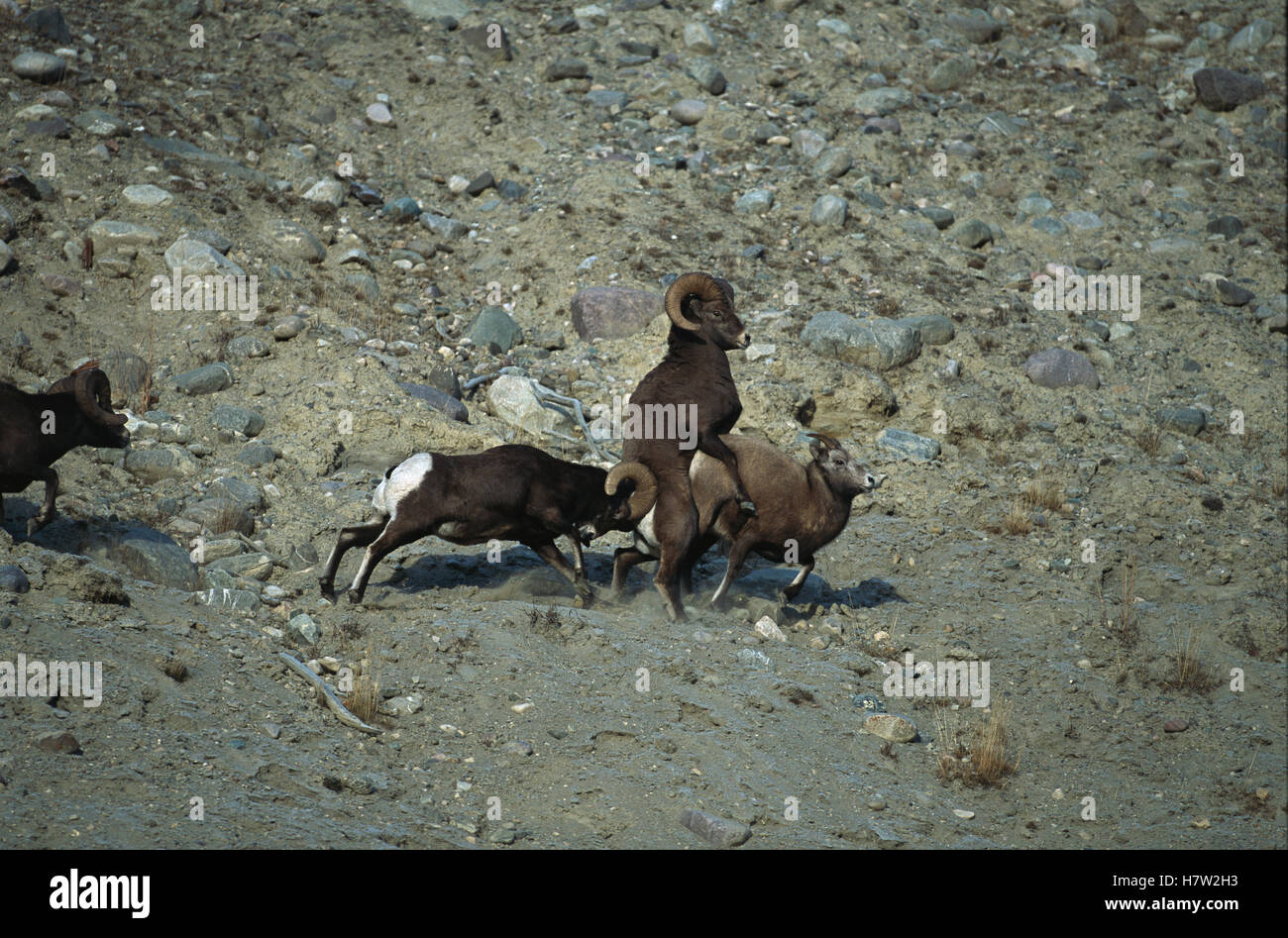 Bighorn Sheep (Ovis canadensis) male mating with female while two other ...