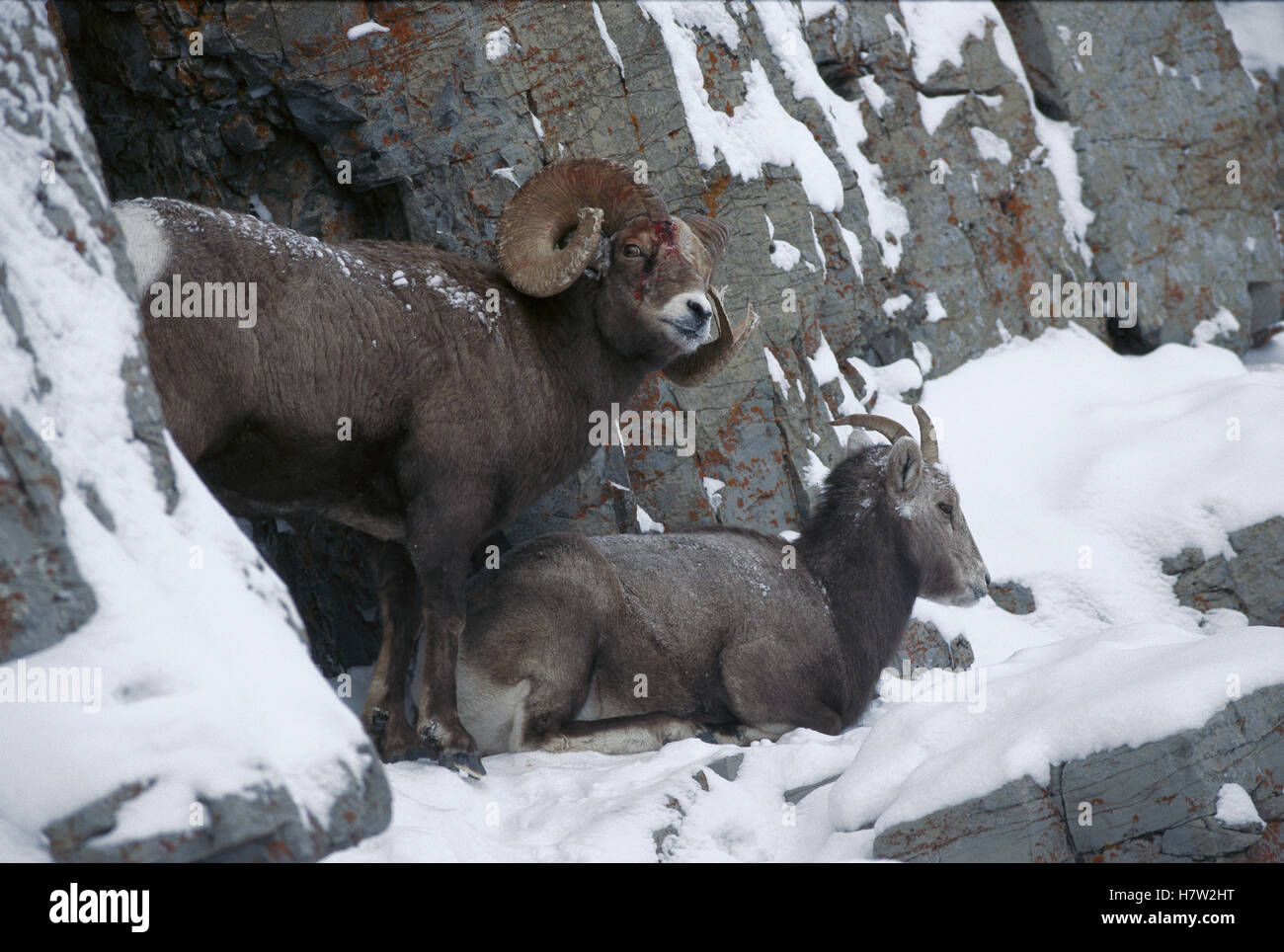 Bighorn Sheep (Ovis canadensis) male with broken horn and bleeding ...