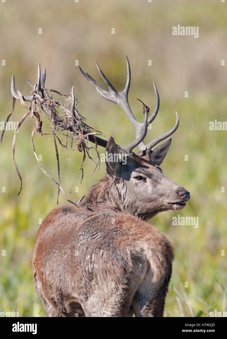 Big stag roaring hi-res stock photography and images - Alamy