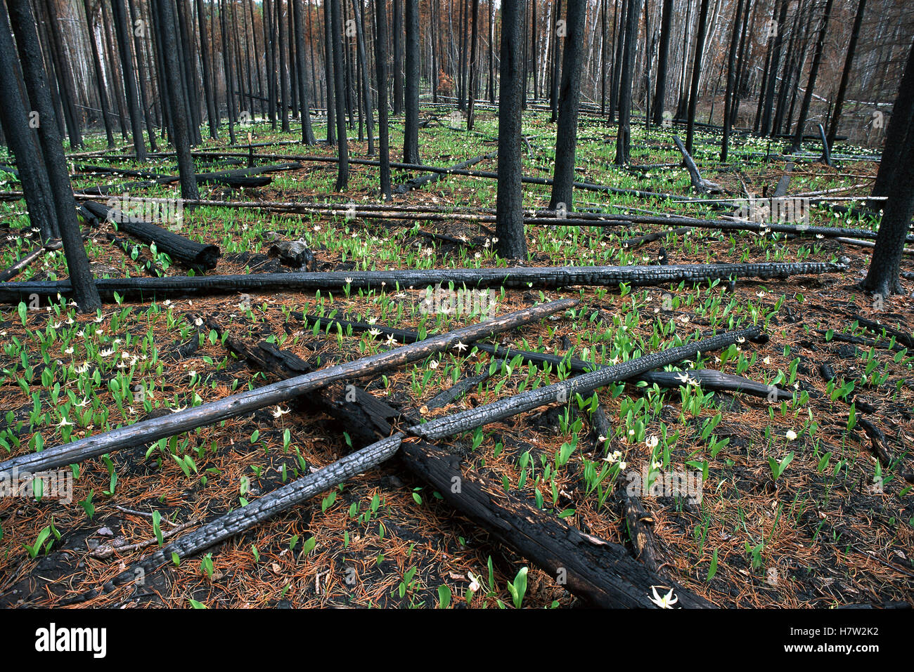 Evidence of fire on burned trees and new growth emerging from forest ...