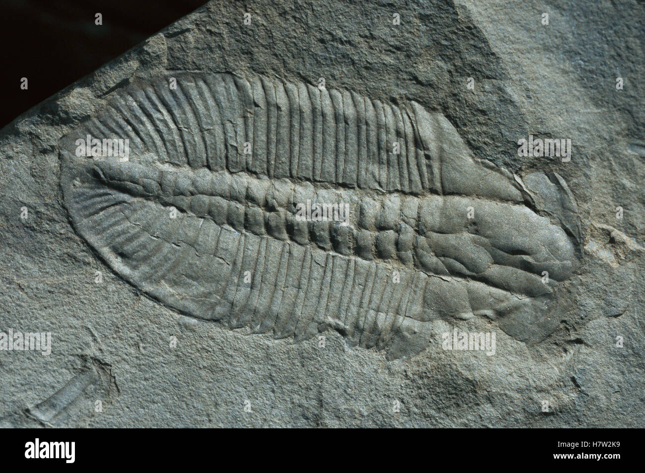 Trilobite (Olenoides sp) fossil from the Middle Cambrian era, specimen ...
