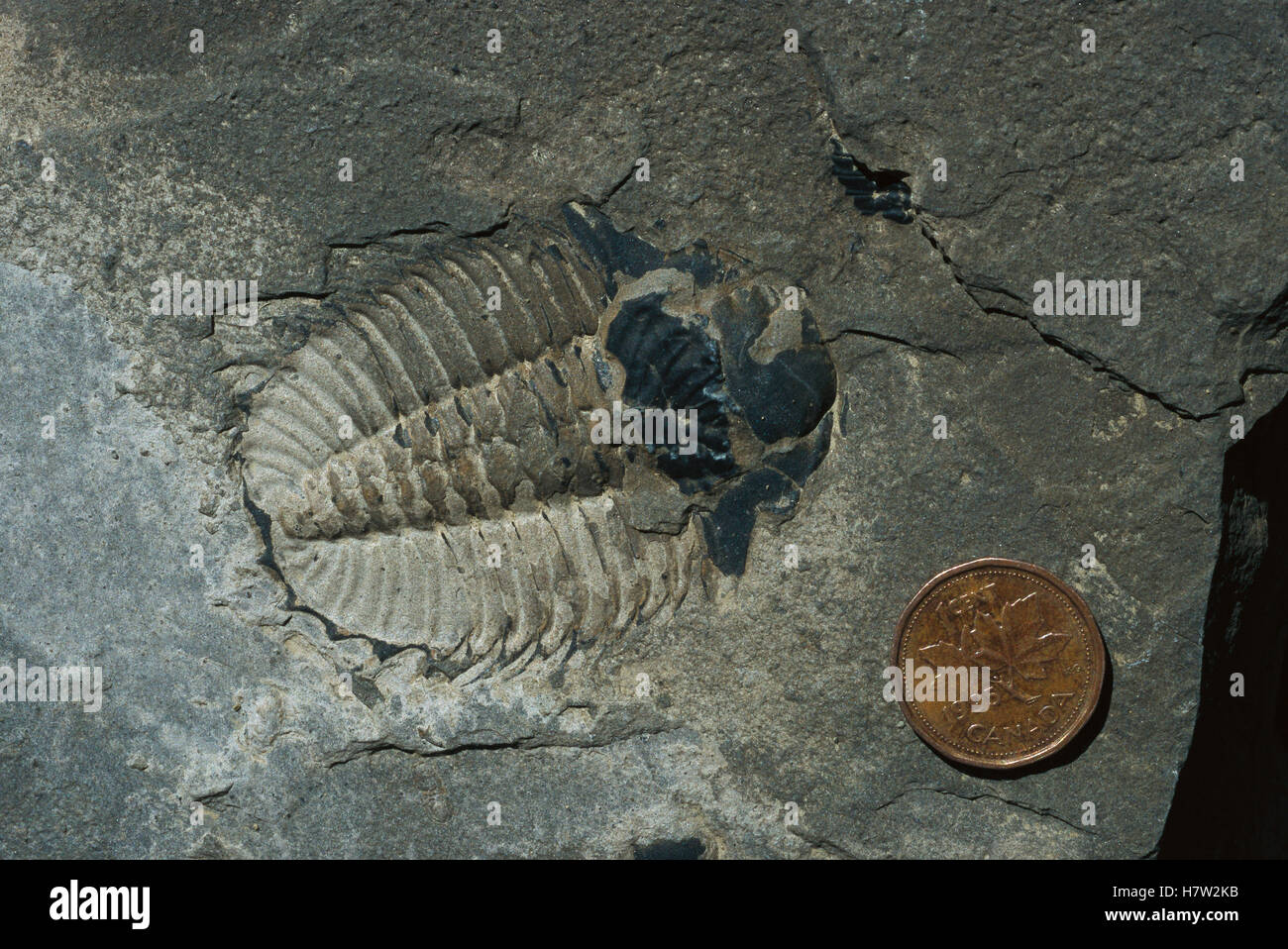 Trilobite (Olenoides sp) fossil from the Middle Cambrian era, specimen ...