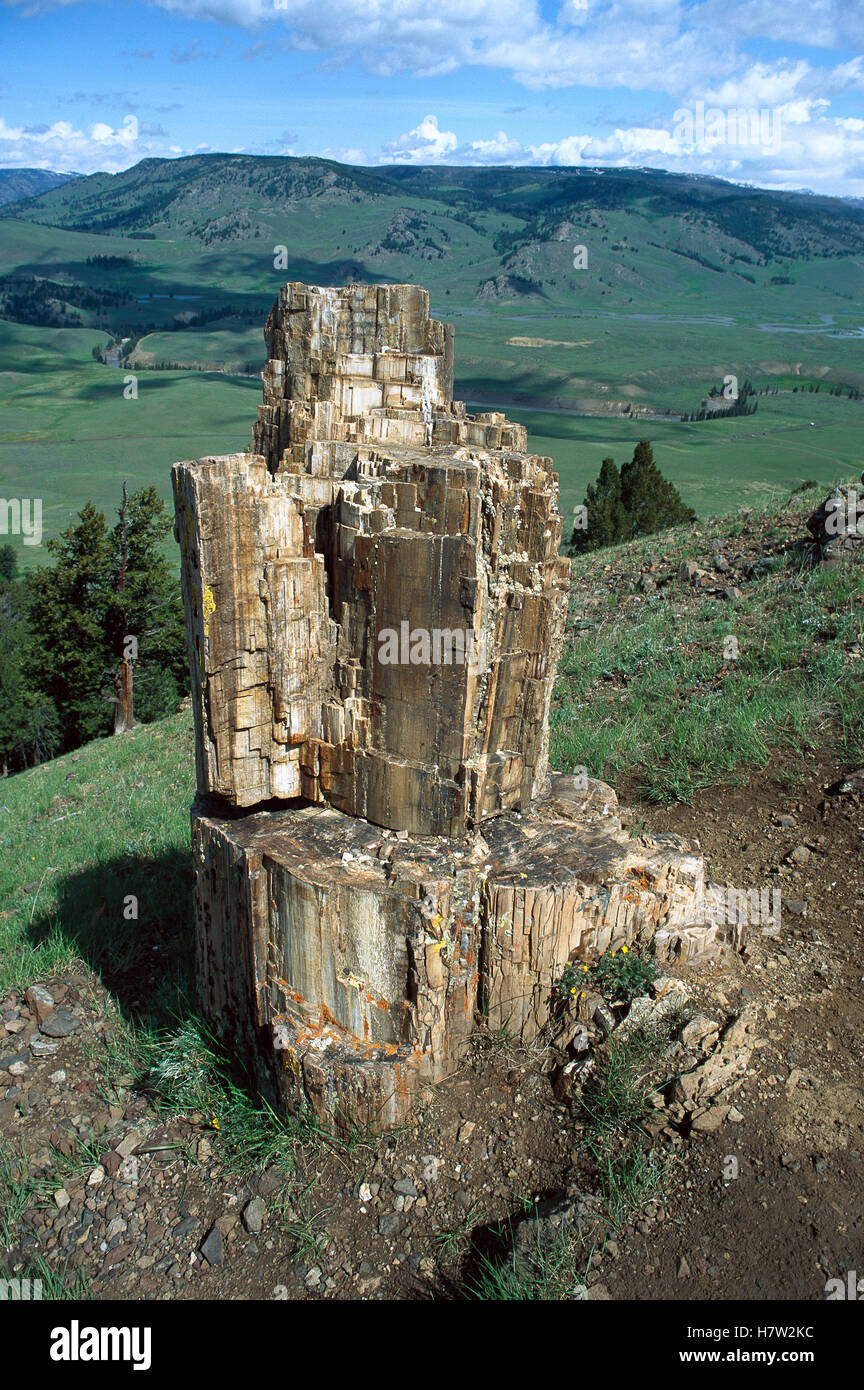 Petrified tree, North America Stock Photo - Alamy