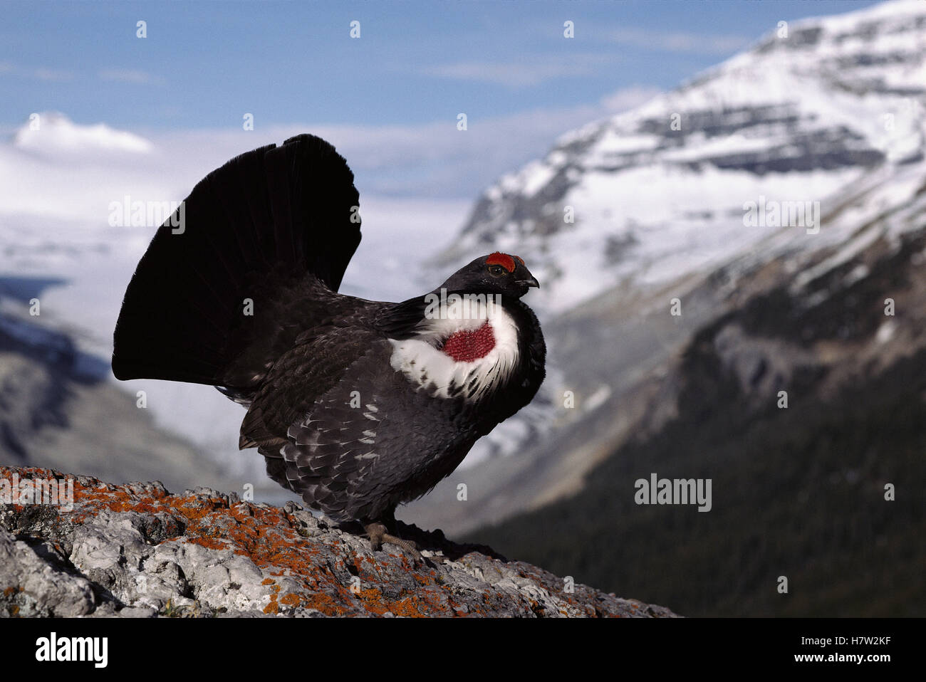 Blue Grouse (Dendragapus obscurus) male perched on rock, Rocky ...