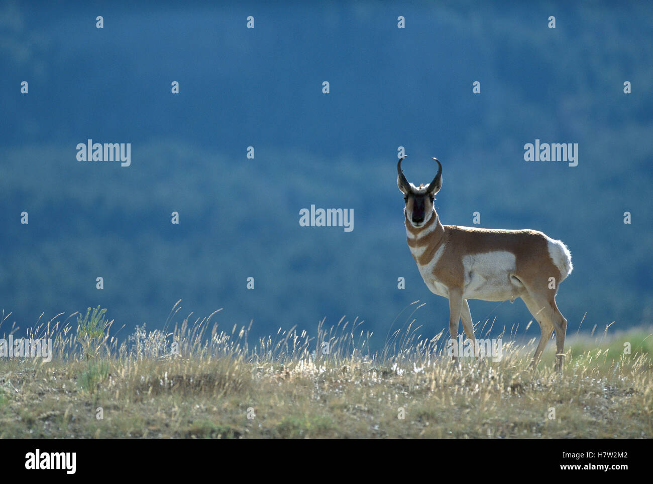Pronghorn Antelope (Antilocapra americana) portrait, side view, North ...
