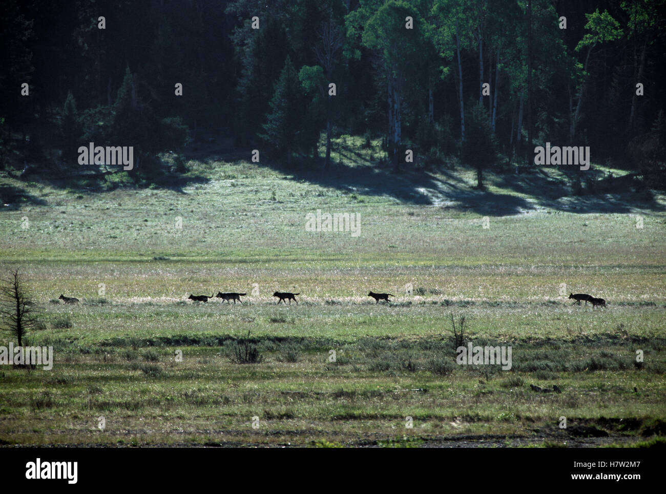 Druid pack yellowstone hi-res stock photography and images - Alamy