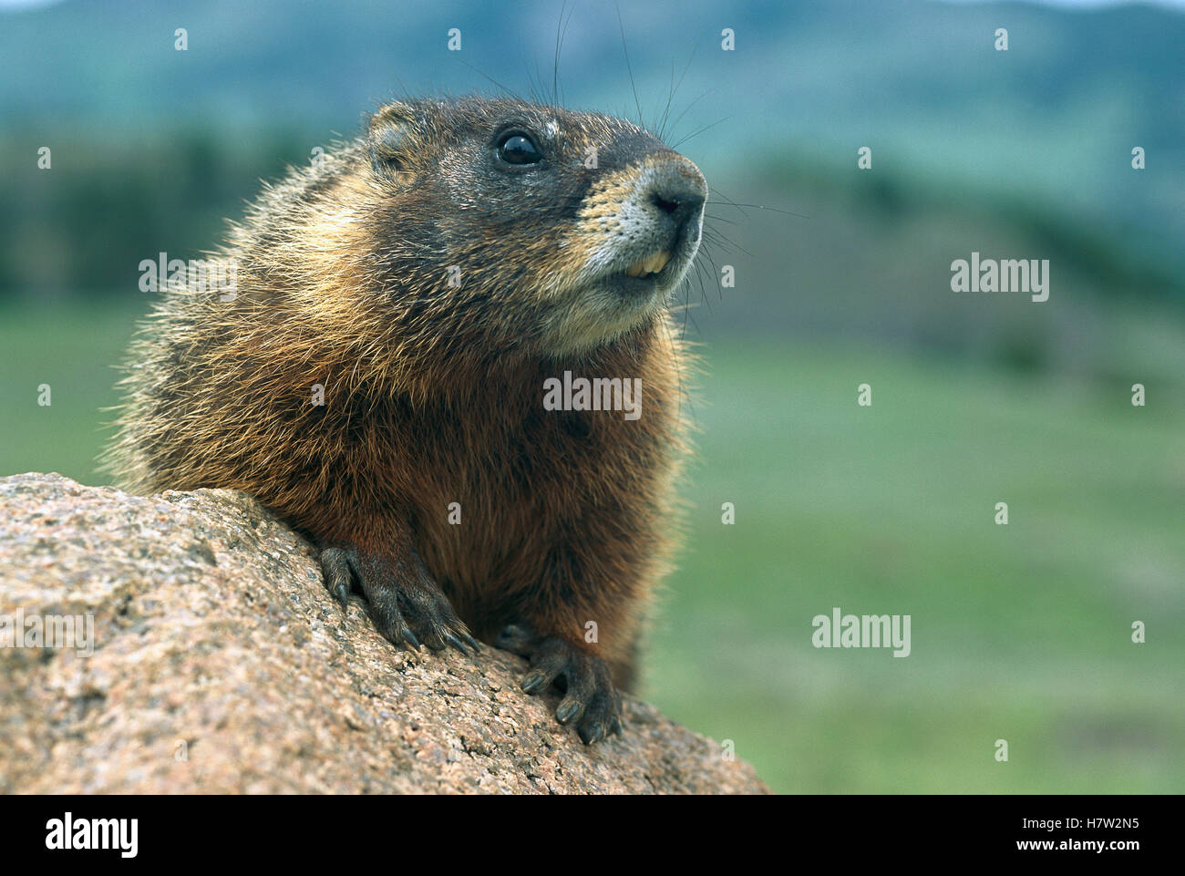 Yellow-bellied Marmot (Marmota flaviventris) portrait, Rocky Mountains ...