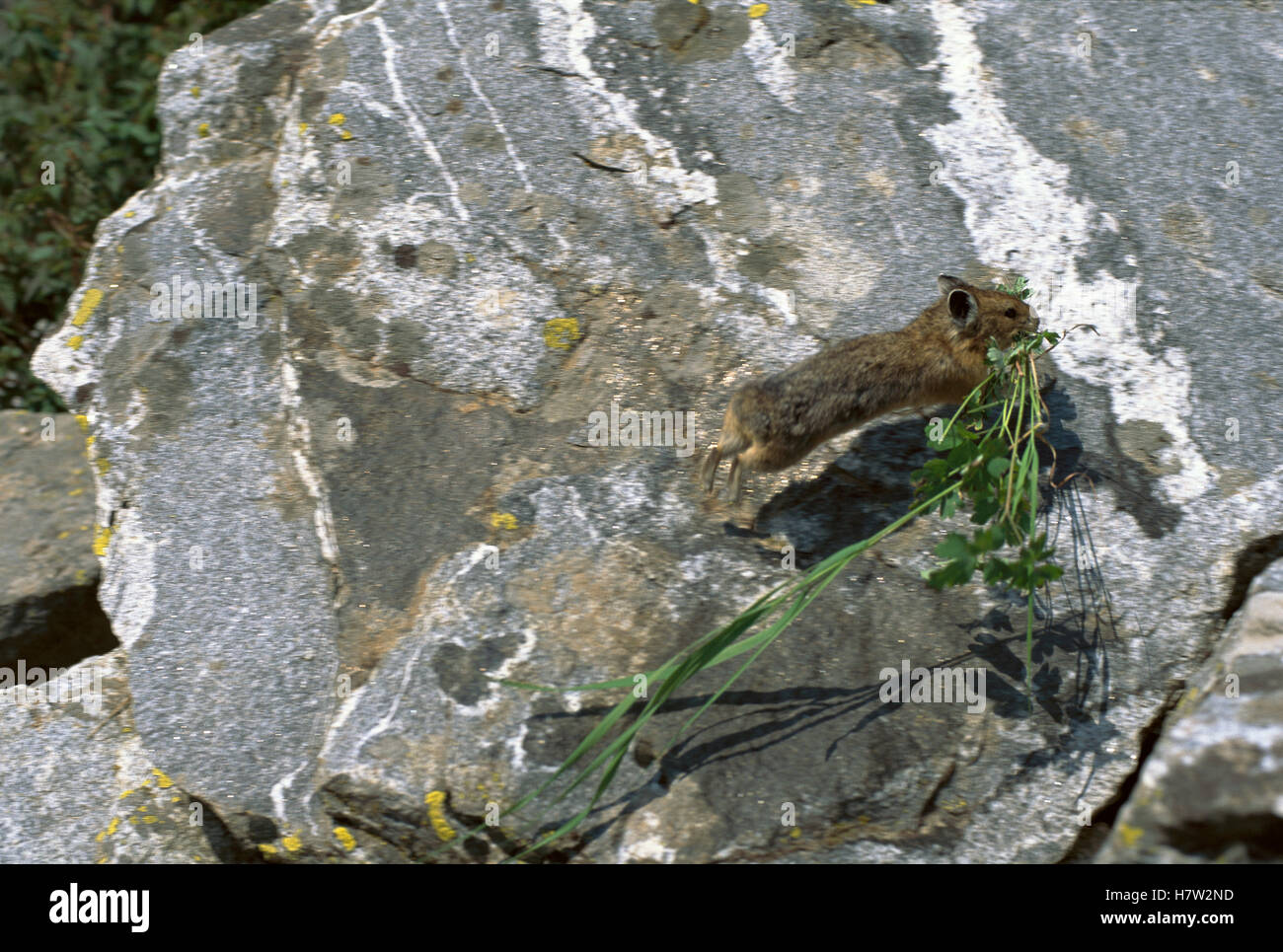 American Pika (Ochotona princeps) running with vegetation for nest ...
