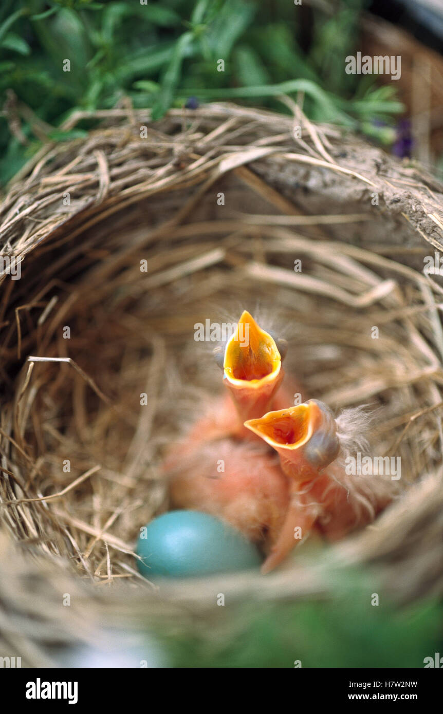 American Robin (Turdus migratorius) newly-hatched day old chicks ...