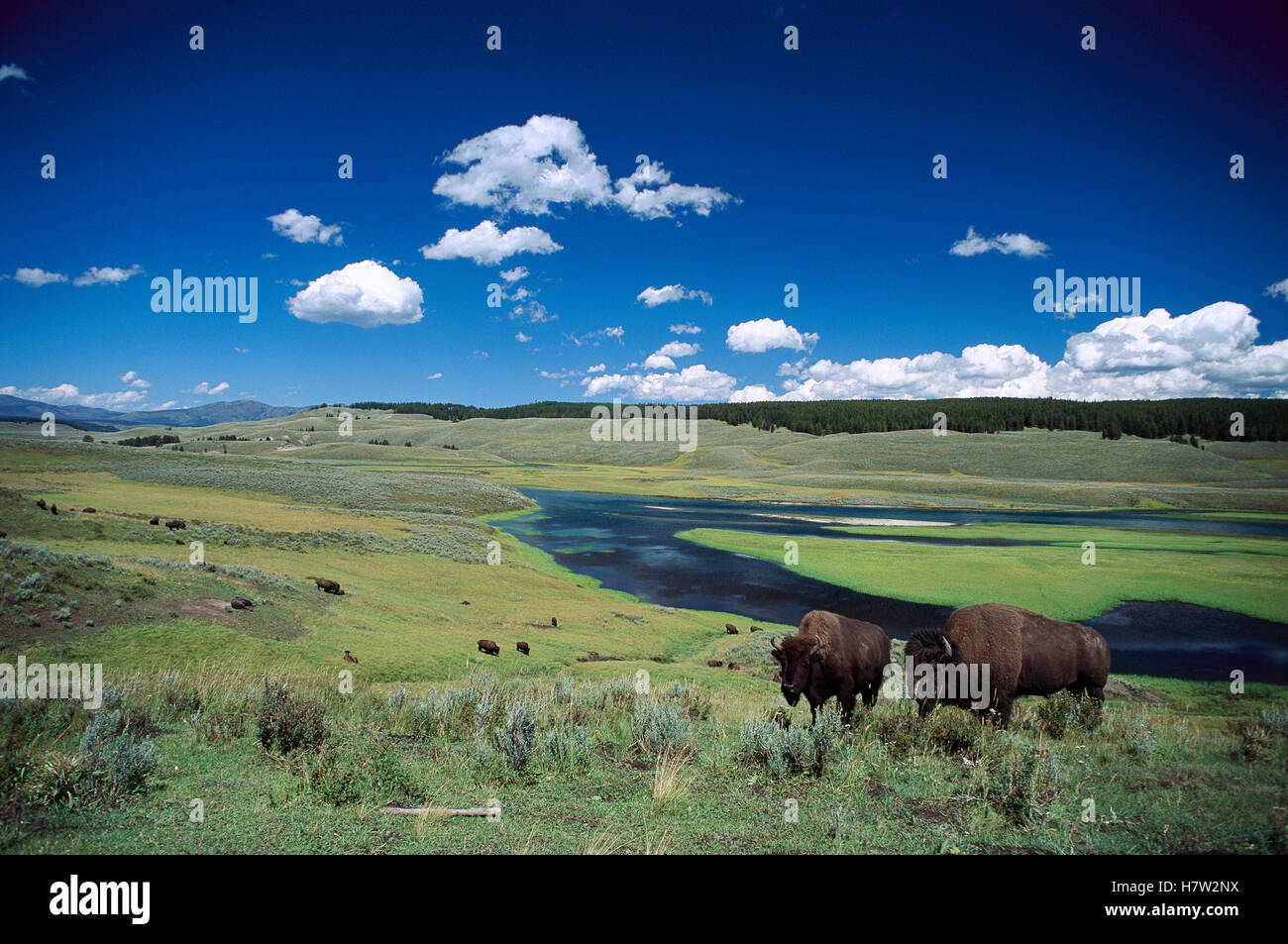 American Bison (Bison bison) free roaming wild herd along river ...