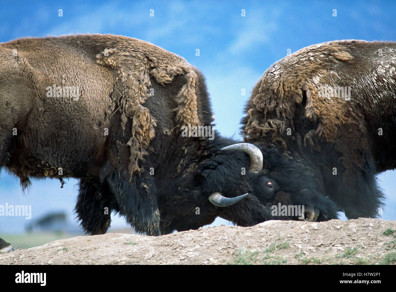 American Bison (Bison bison) two males fighting, members of a free ...