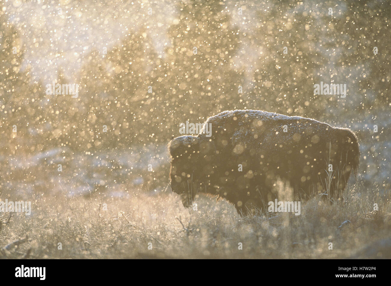 American Bison (Bison bison) portrait in falling snow, member of a free ...