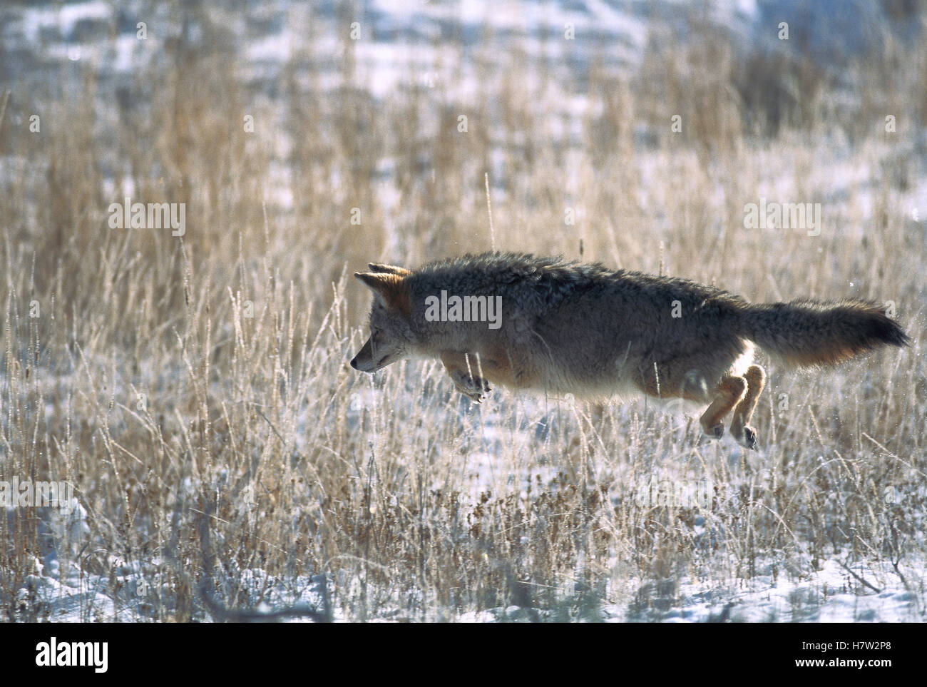 Coyote pouncing hi-res stock photography and images - Alamy