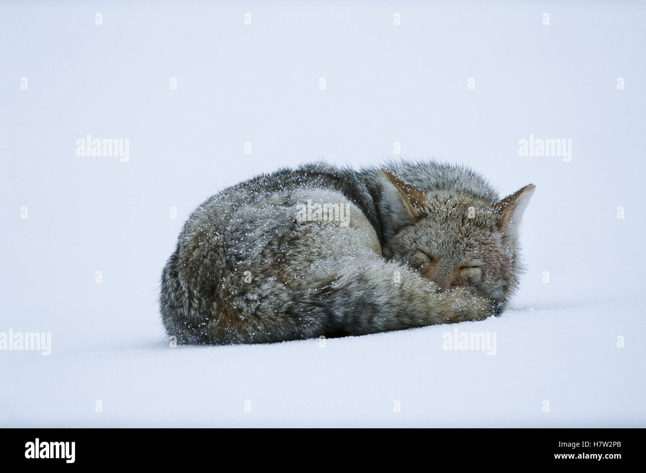 Coyote (Canis latrans) sleeping on snowy ground, Rocky Mountains, North ...