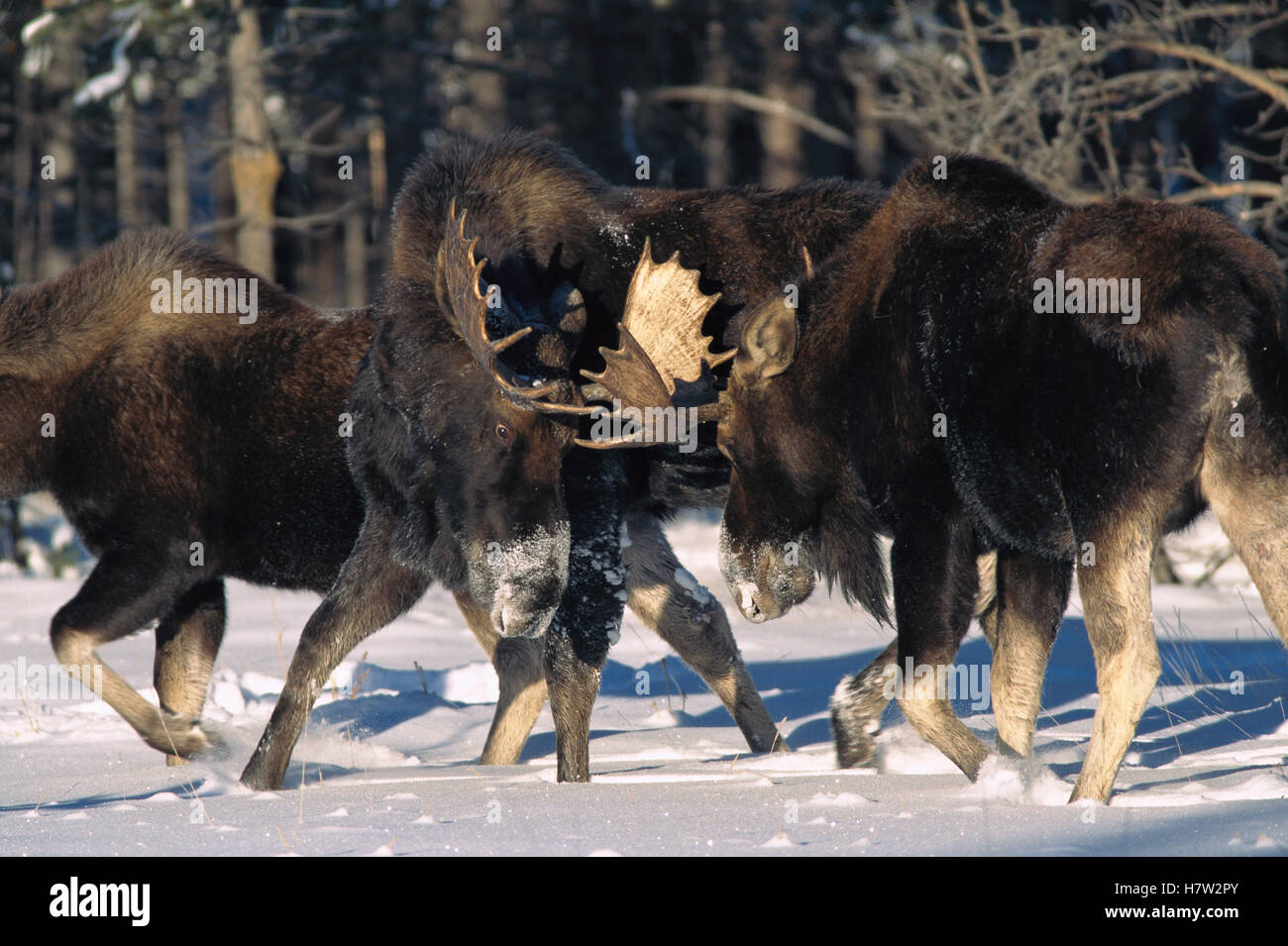 Moose (Alces alces shirasi) two males sparring, Rocky Mountains ...