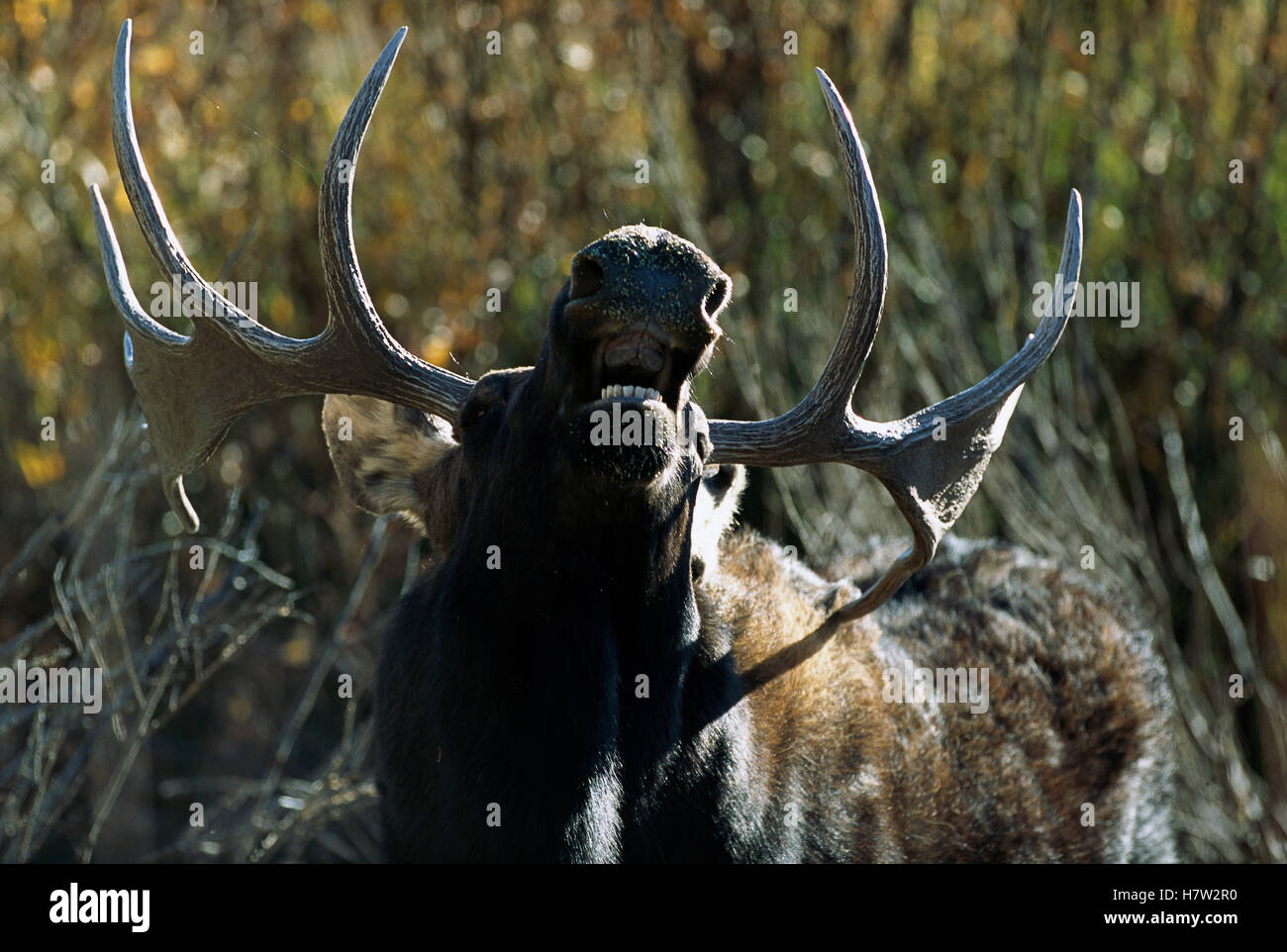 Moose (Alces alces shirasi) bull calling, Rocky Mountains, Wyoming ...