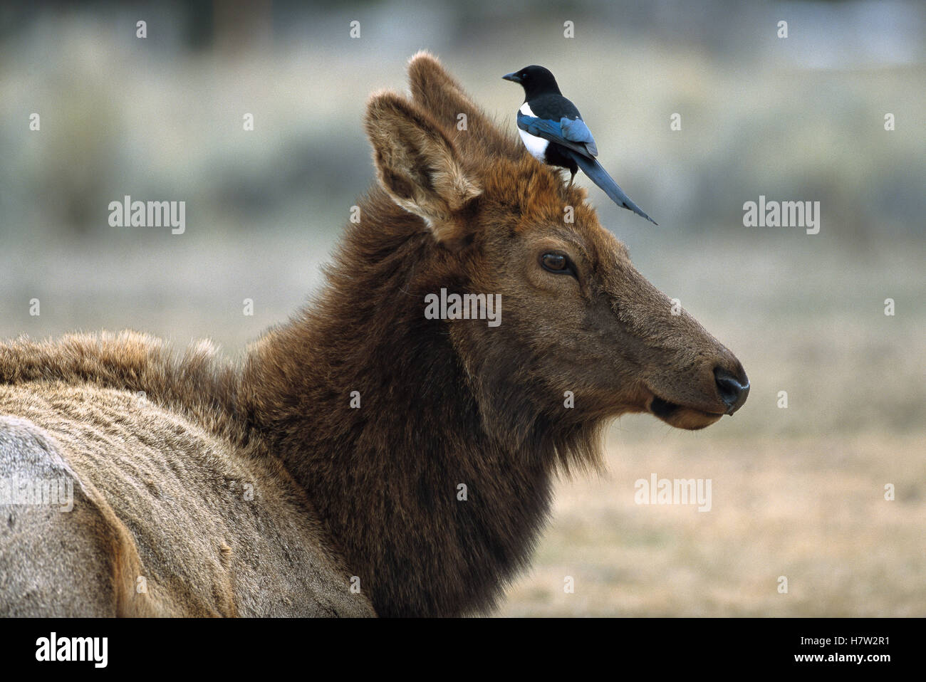 Elk (Cervus elaphus) cow with Black-billed Magpie (Pica pica) on her ...