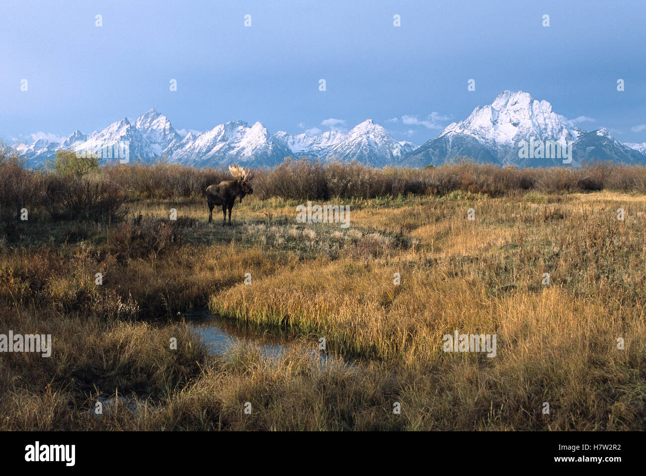 Moose (Alces alces shirasi) male in landscape, Grand Teton National ...