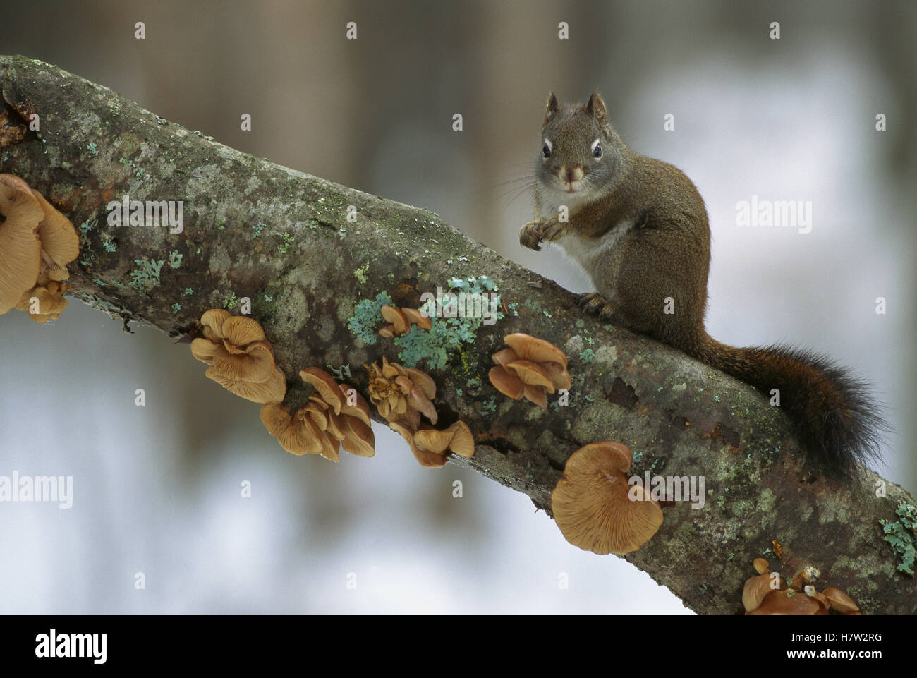 Red Squirrel (Tamiasciurus hudsonicus) in tree, Rocky Mountains, North ...