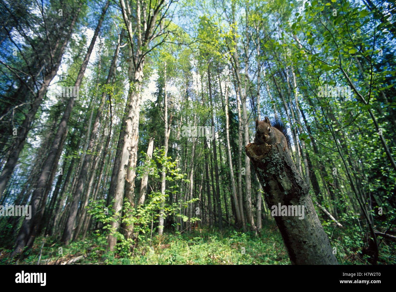 Red Squirrel (Tamiasciurus hudsonicus) in deciduous forest during ...
