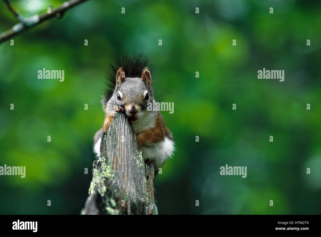 Red Squirrel (Tamiasciurus hudsonicus) on end of stump, Rocky Mountains ...