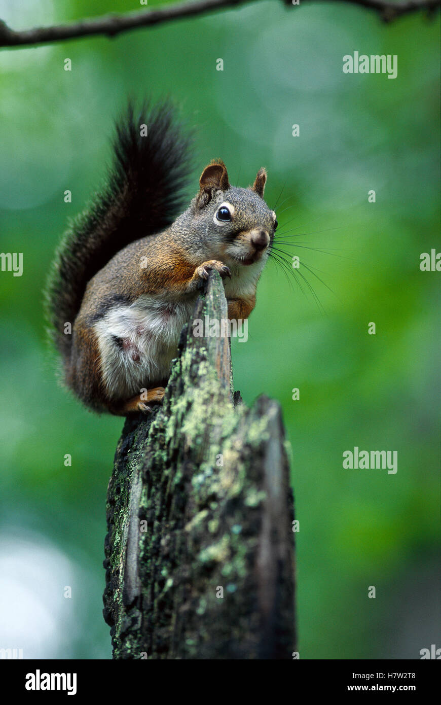 Red Squirrel (Tamiasciurus hudsonicus) sitting on end of dead tree ...