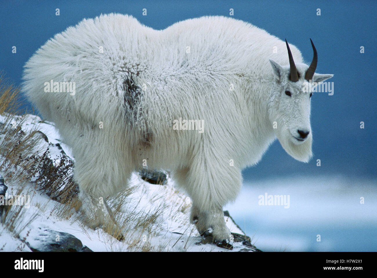 Mountain Goat (Oreamnos americanus) standing in snow, Rocky Mountains ...