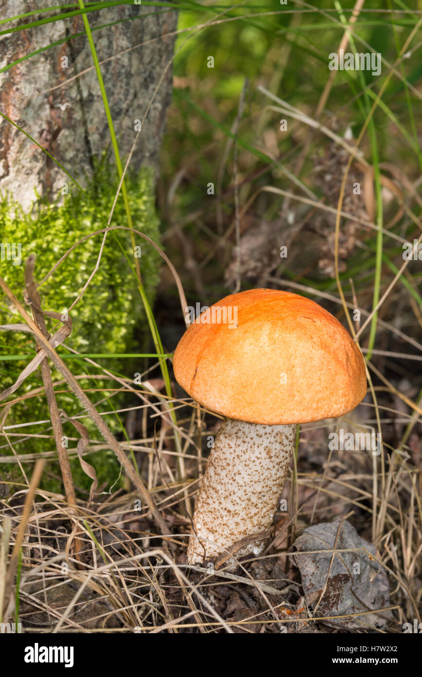 Aspen bolete, Leccinum insigne, growing in a wooded area in central ...