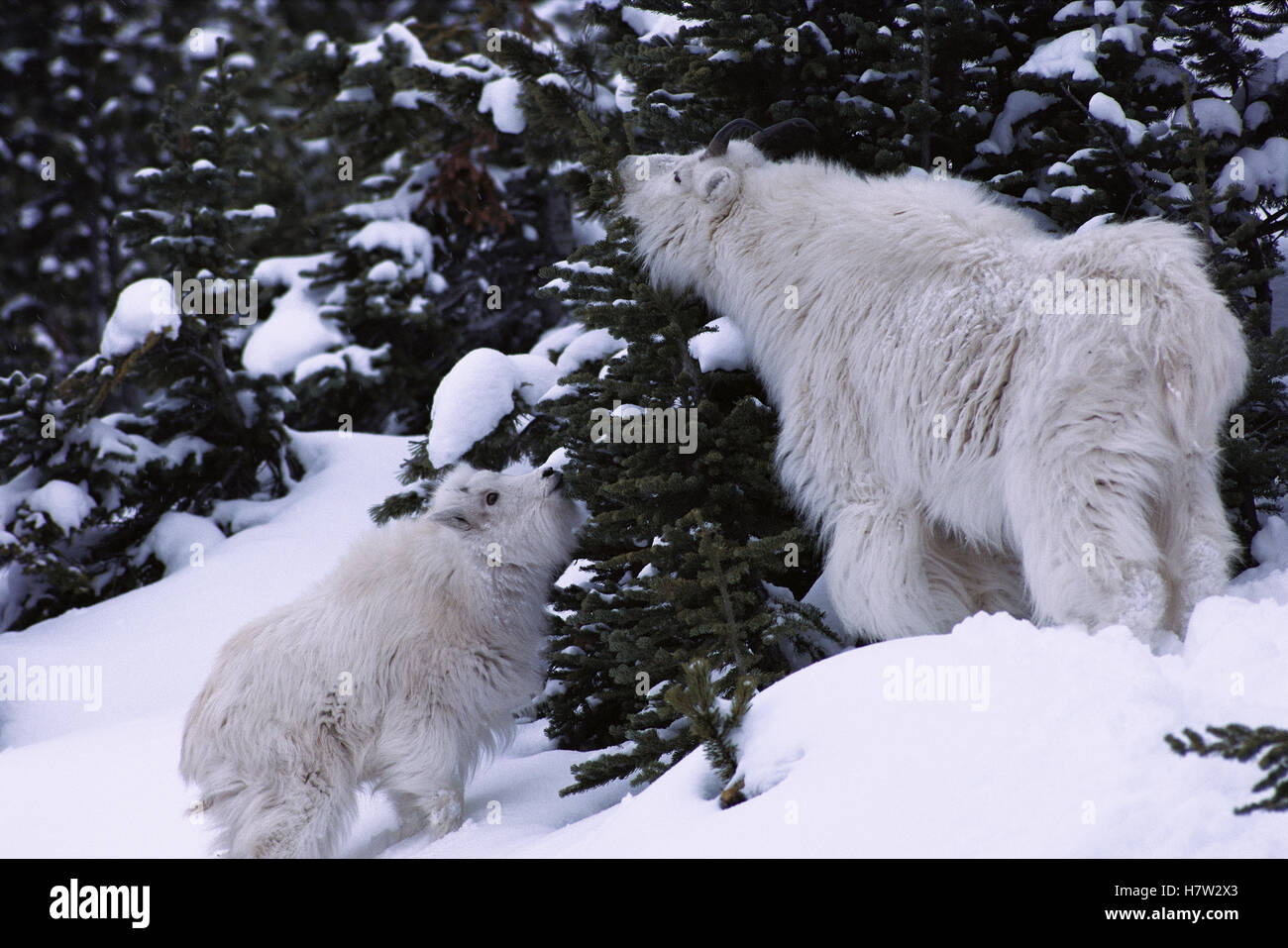 Mountain Goat (Oreamnos americanus) pair browsing on small trees on ...