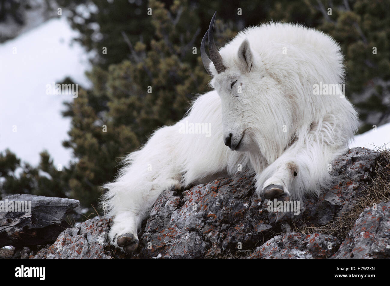 Mountain Goat (Oreamnos americanus) resting on rocks, Rocky Mountains ...