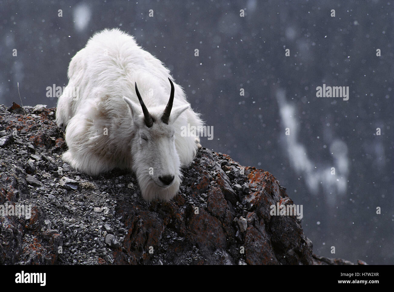 Mountain Goat (Oreamnos americanus) resting on rocks under light ...