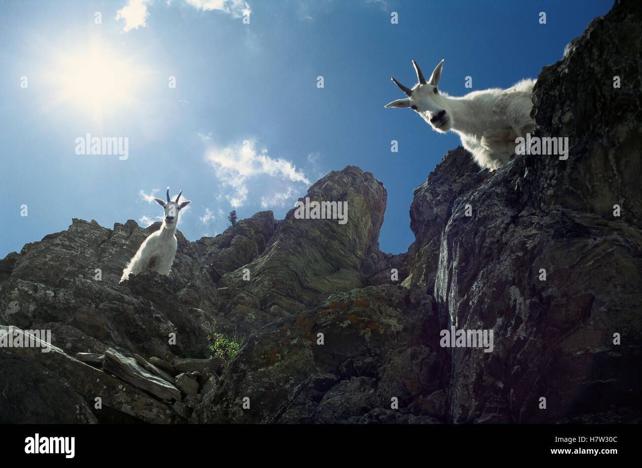Mountain Goat (Oreamnos americanus) looking down from rocky, steep ...